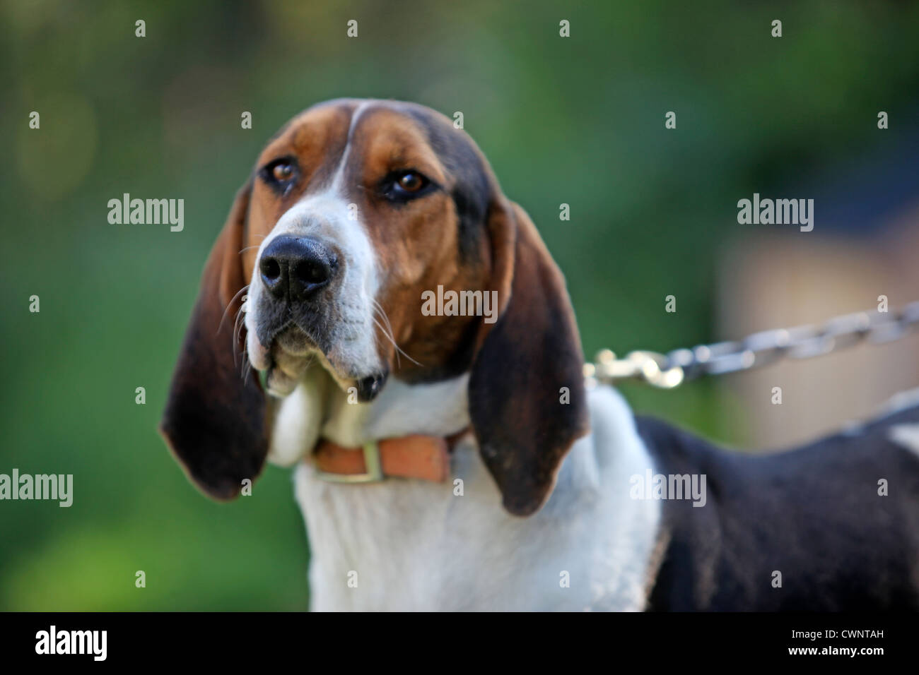 Female basset hound hi-res stock photography and images - Alamy