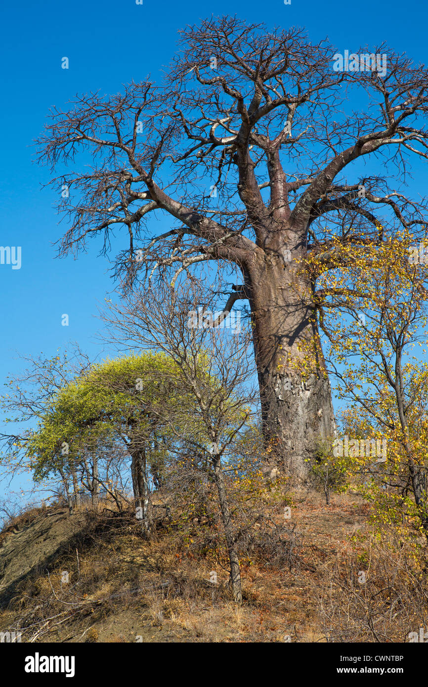 Boabab tree hi-res stock photography and images - Alamy