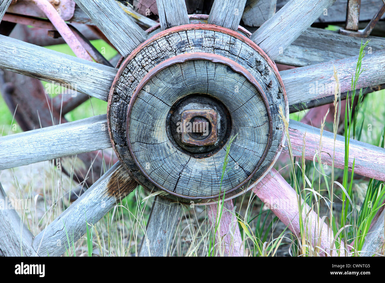 Old, antique wagon wheel with weathered wood and rusty metal parts in a grassy field. Close ...