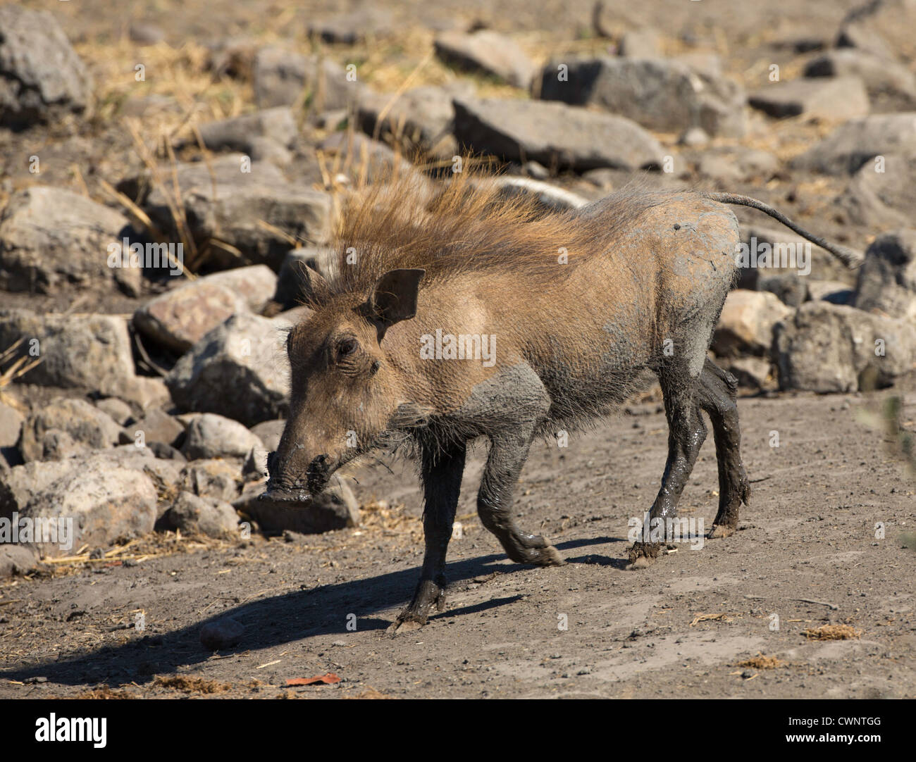 Warthog running wildlife africa hi-res stock photography and images - Alamy