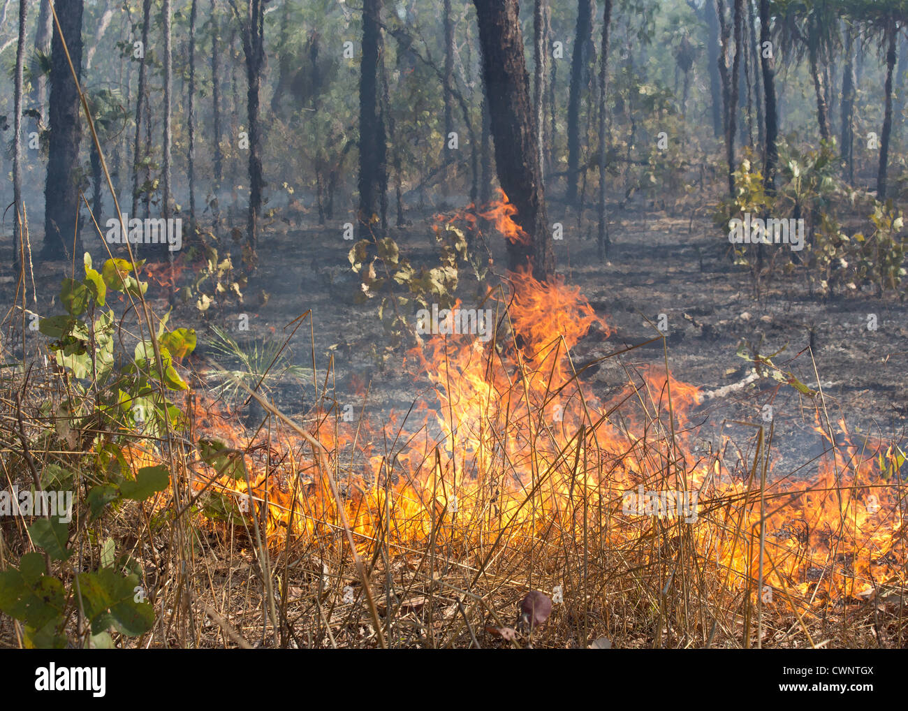 Bush fire and grass burning, Kakadu National Park, Northern Territory ...
