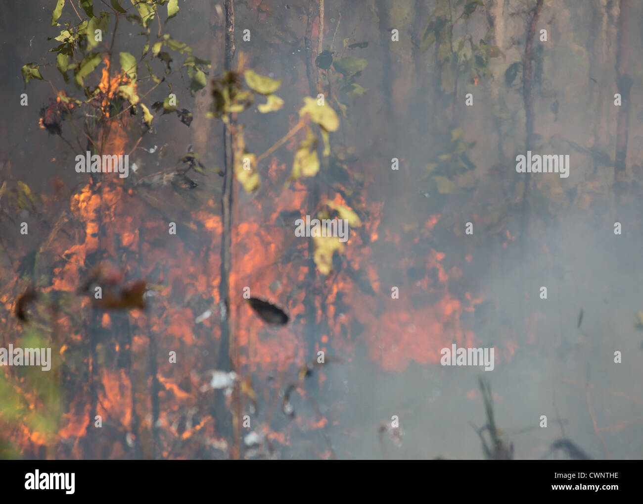Bush fire, smoke and grass burning, Kakadu National Park, Northern ...