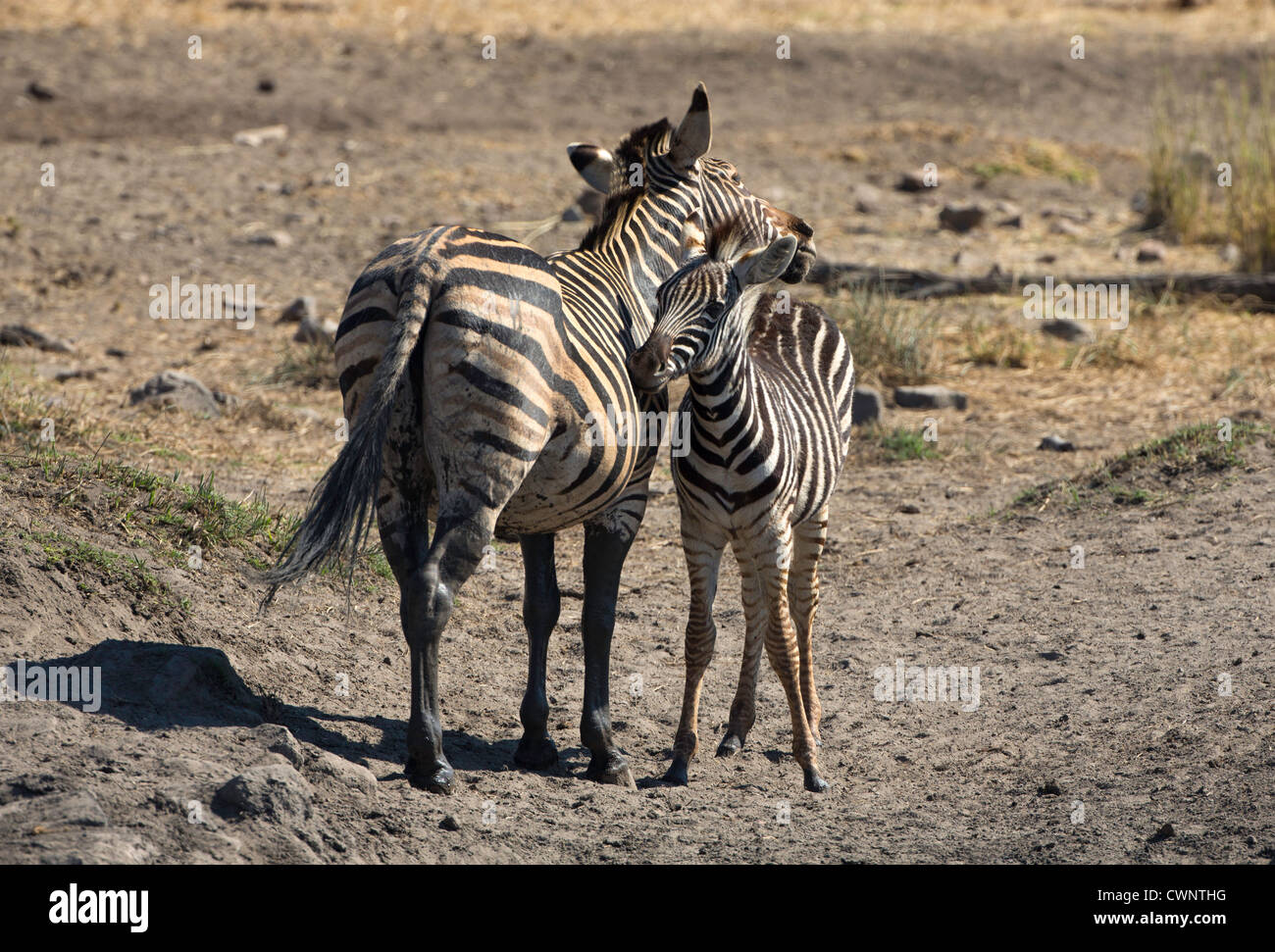 Interaction with animal hi-res stock photography and images - Alamy