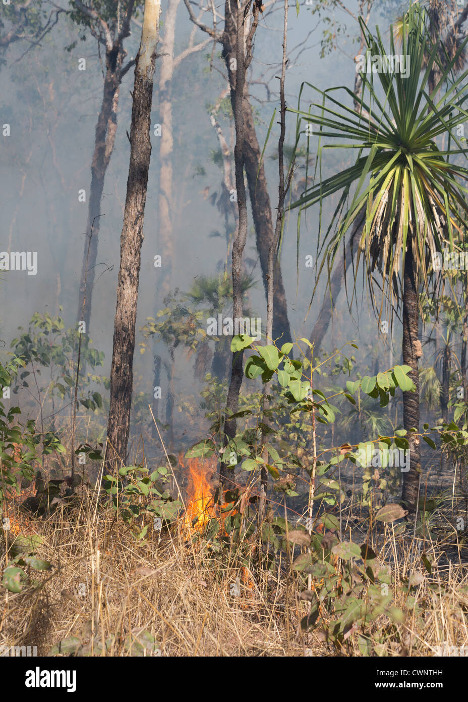 Bush fire, smoke and grass burning, Kakadu National Park, Northern ...