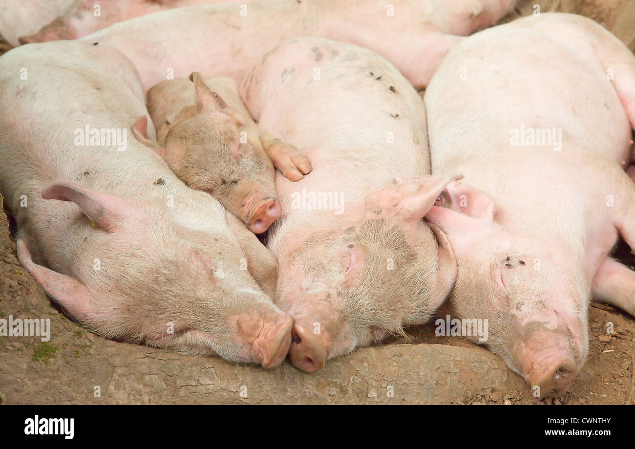 Young pigs sleeping in the barn Stock Photo - Alamy