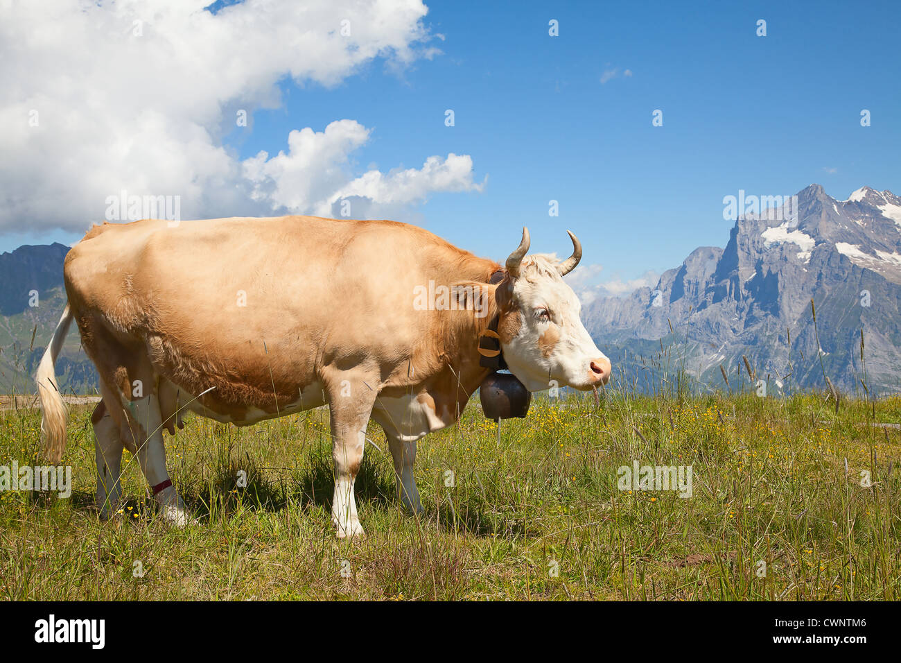 Swiss cow in the alps Stock Photo - Alamy