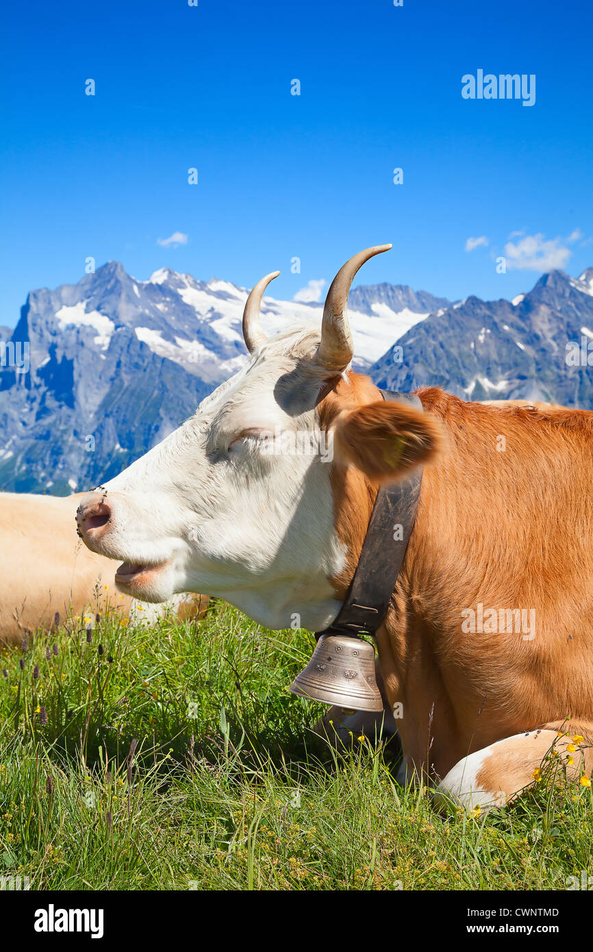 Swiss cow in the alps Stock Photo - Alamy