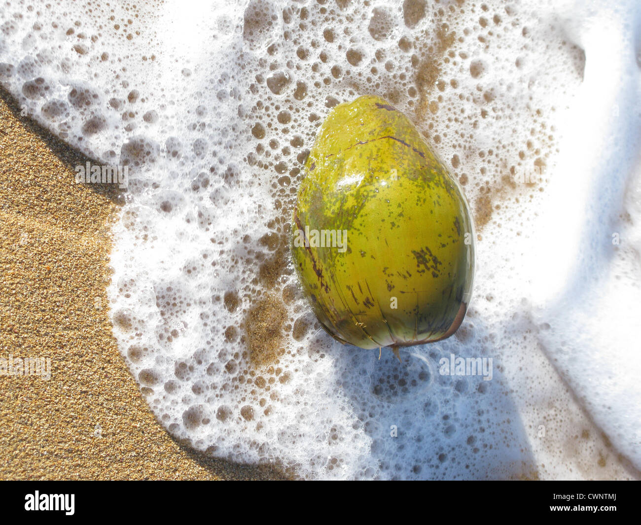 Coconut washing up on a beach taken closeup Stock Photo - Alamy