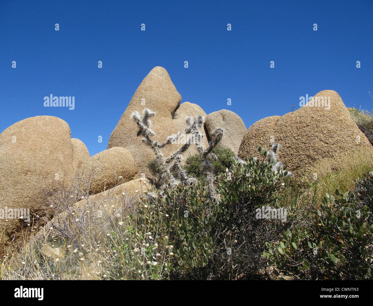 Rock Shapes in Joshua Tree National Park, California Stock Photo - Alamy