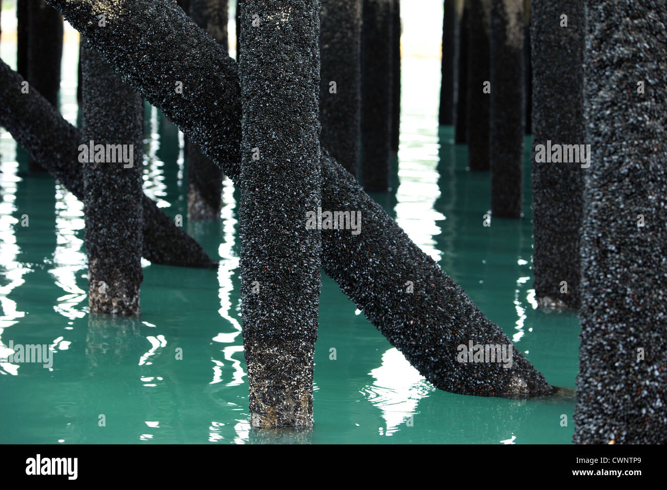 Pilings under a pier in Haines, Alaska show barnacles and sea life ...