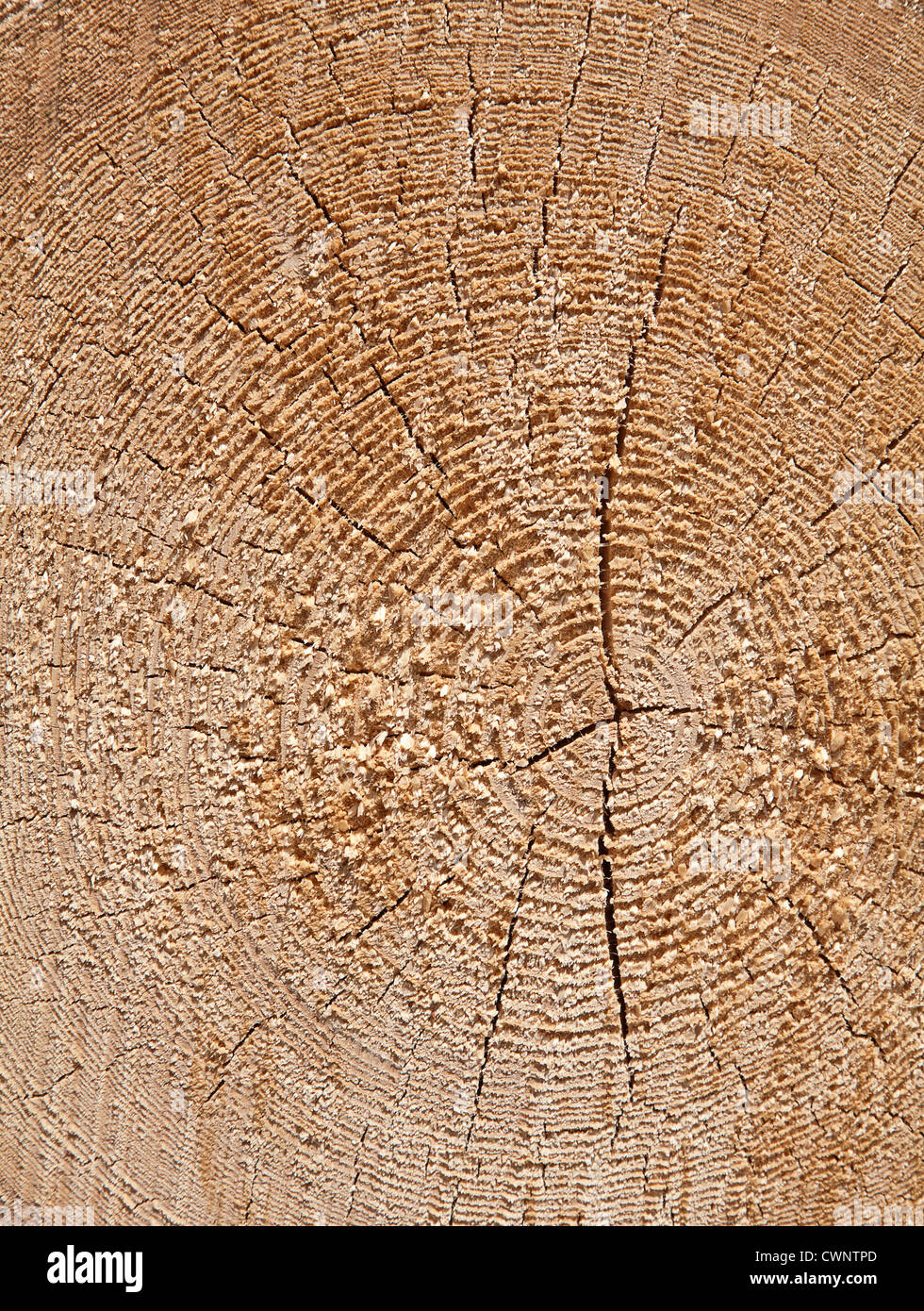 Fresh cut of the tree trunk Stock Photo - Alamy