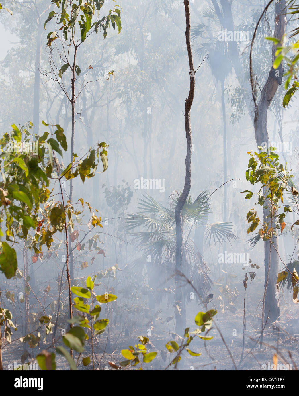 Australian bushfire smoke hi-res stock photography and images - Alamy