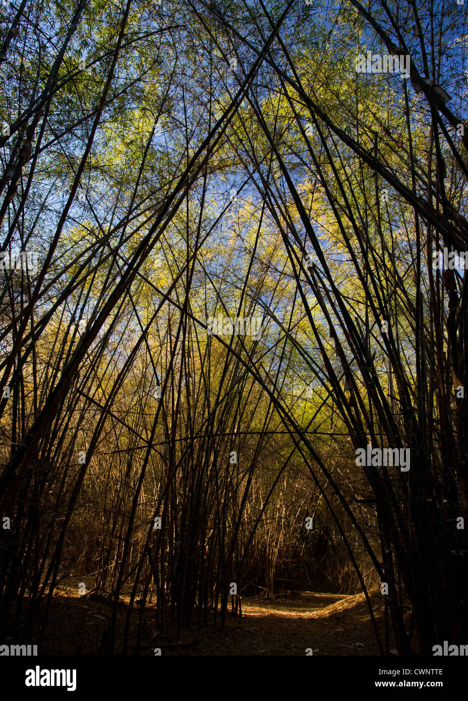 Australian native bamboo, Bambusa arnhemica, Mary River Park, Northern ...