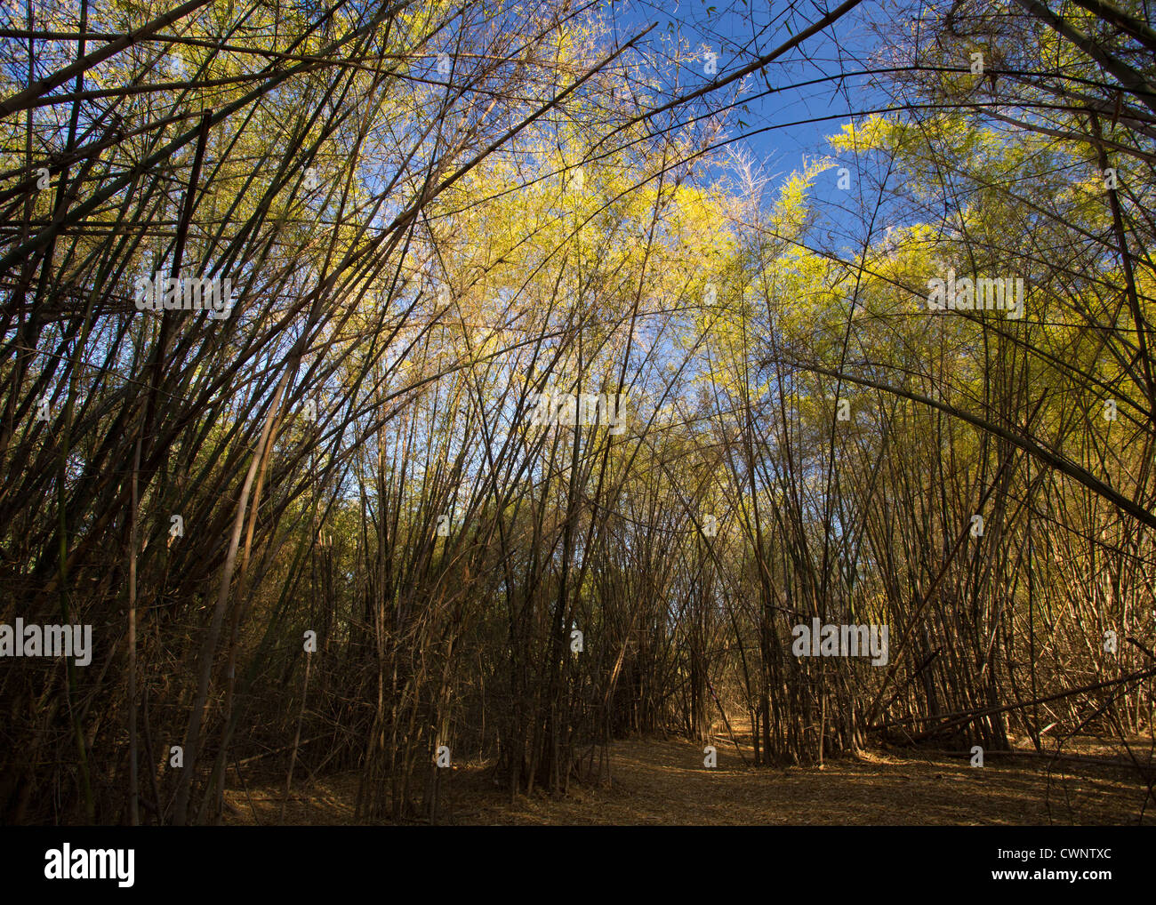 Australian native bamboo, Bambusa arnhemica, Mary River Park, Northern ...