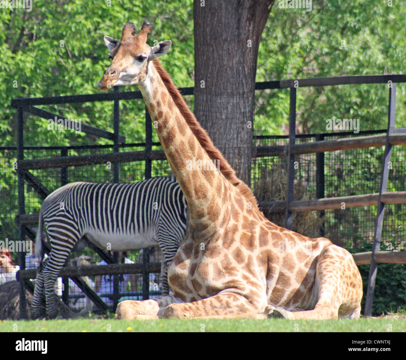 Moscow zoo russia hi-res stock photography and images - Alamy