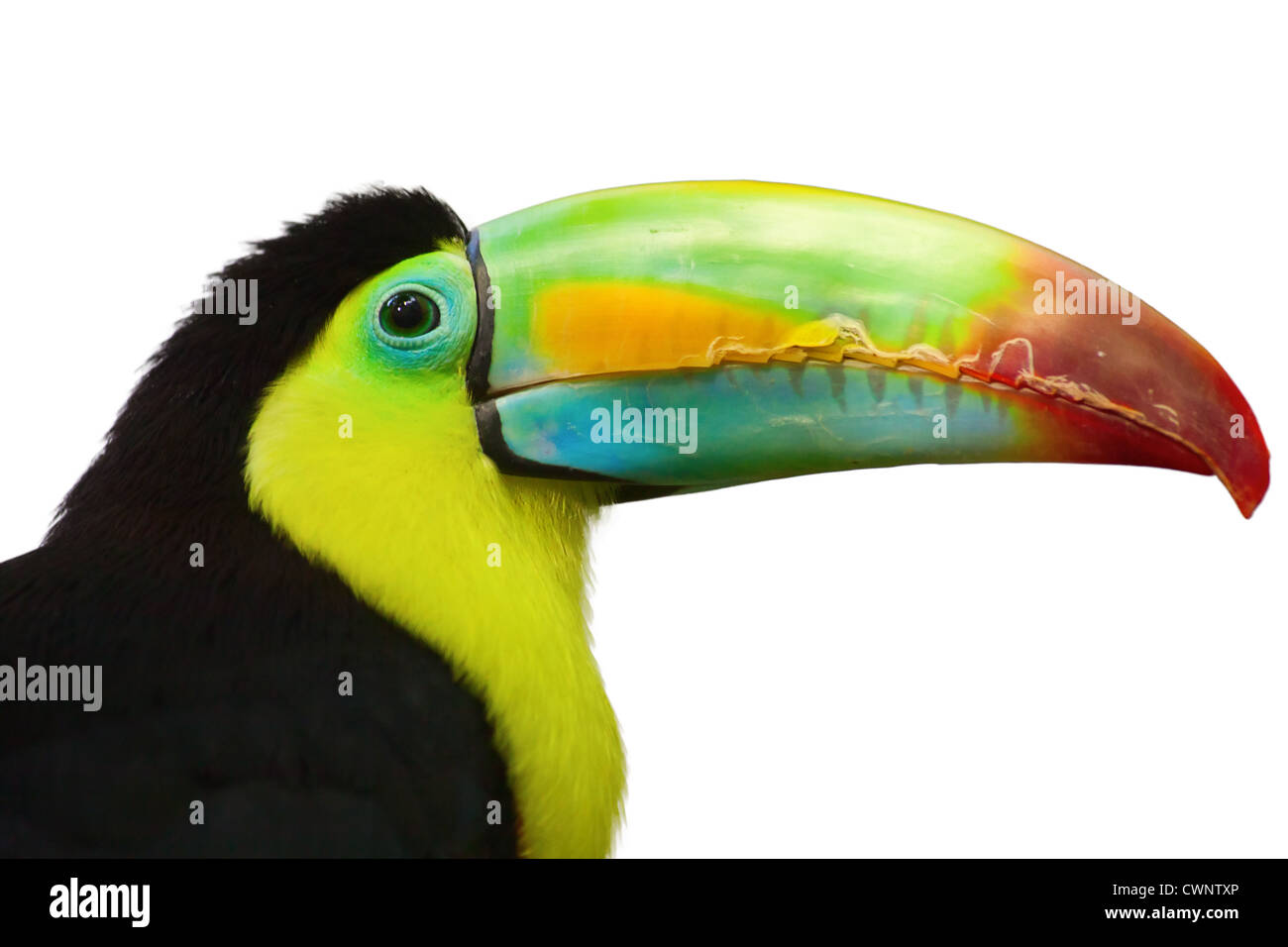 Colorful tucan isolated on white Stock Photo - Alamy