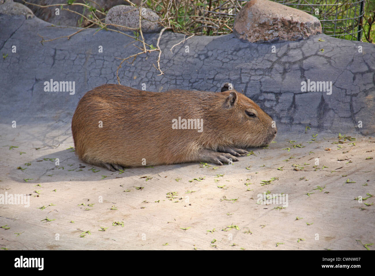 Moscow. Zoo. Capybara Stock Photo - Alamy