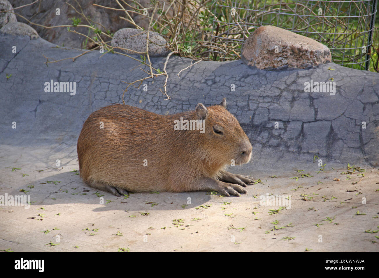 Moscow. Zoo. Capybara Stock Photo - Alamy