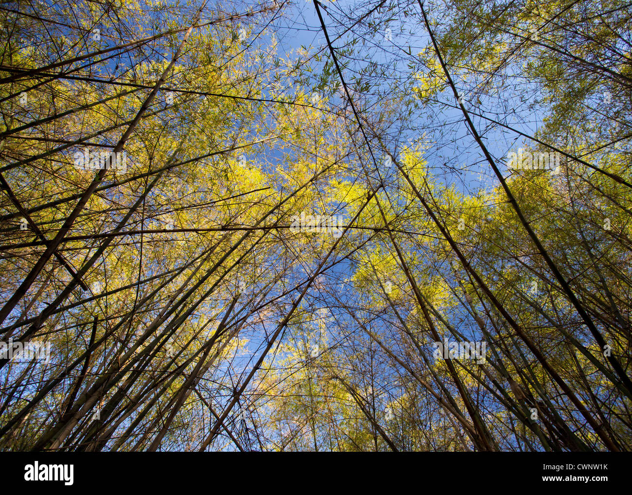 Australian native bamboo, Bambusa arnhemica, Mary River Park, Northern ...