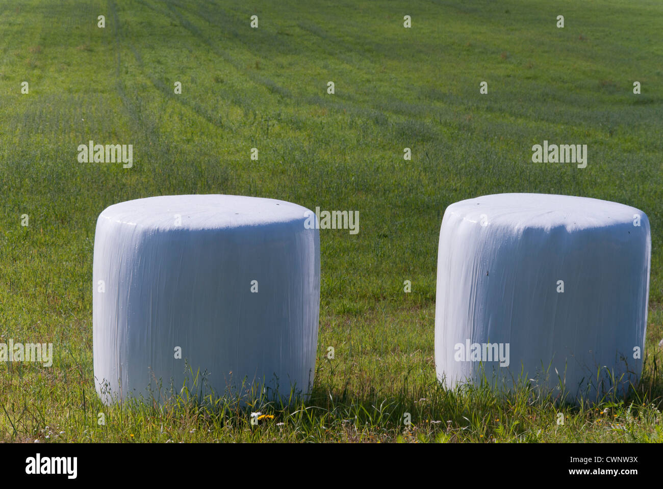 Silage wrapped in white plastic foil Stock Photo - Alamy