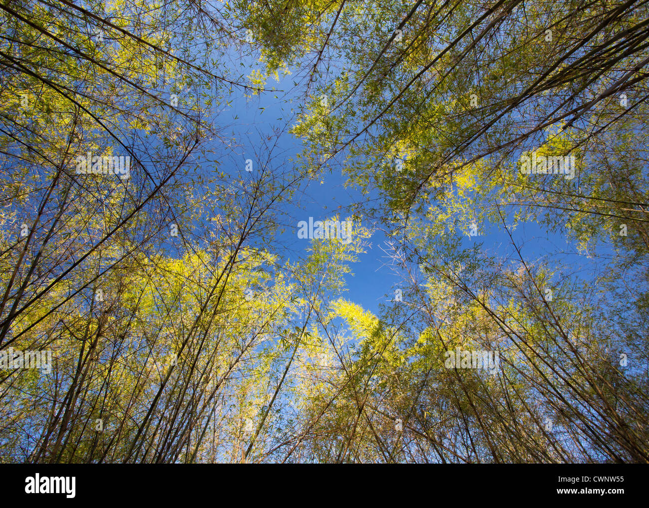 Australian native bamboo, Bambusa arnhemica, Mary River Park, Northern ...