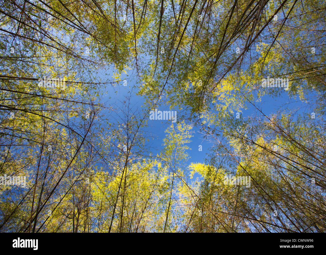 Australian native bamboo, Bambusa arnhemica, Mary River Park, Northern ...