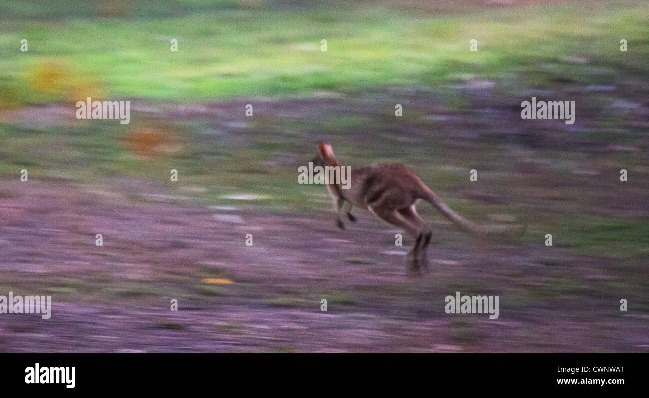 Agile Wallaby (Macropus agilis) hopping, Mary River National Park ...