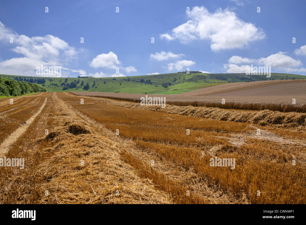 crops growing in a field Stock Photo - Alamy