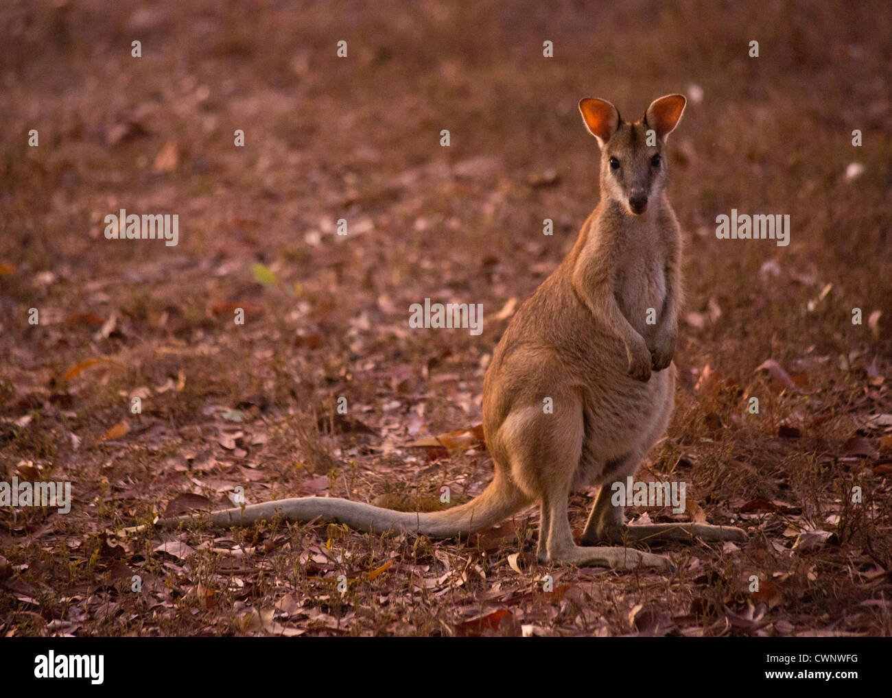 Agile Wallaby (Macropus agilis), Mary River National Park, Northern ...