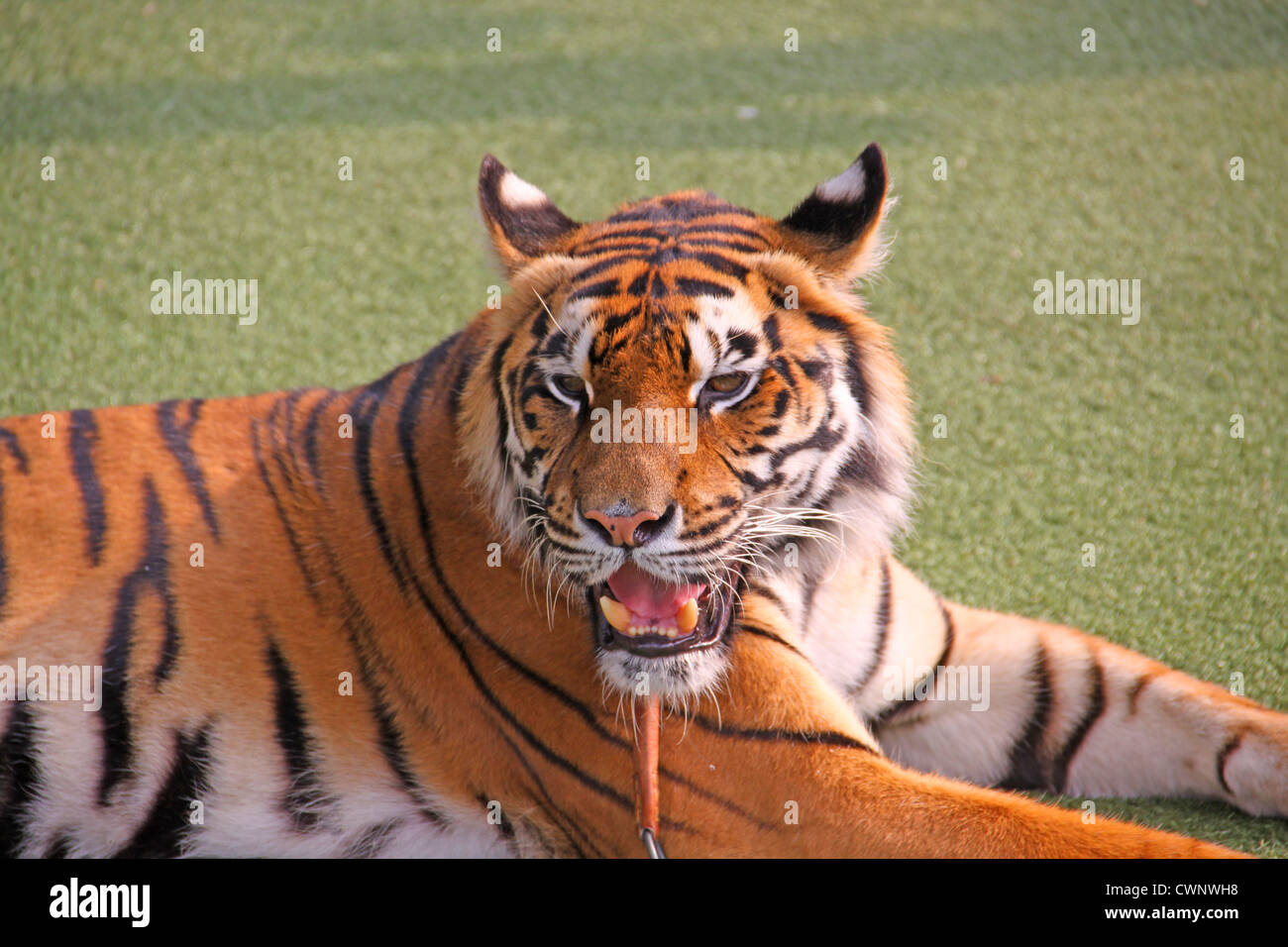 Russia. Moscow. Tiger in Gorky Park Stock Photo - Alamy