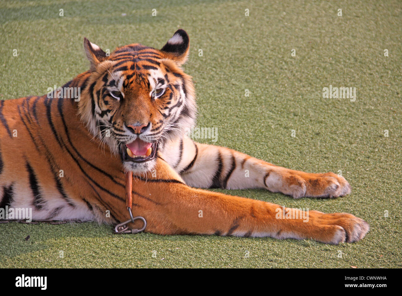 Russia. Moscow. Tiger in Gorky Park Stock Photo - Alamy