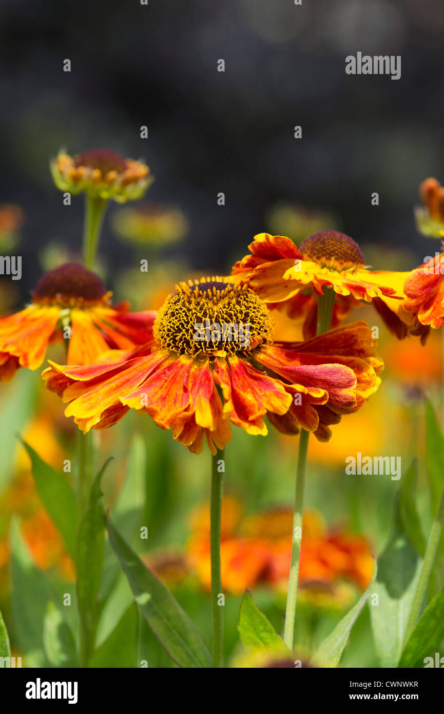 Helenium waltraut hi-res stock photography and images - Alamy