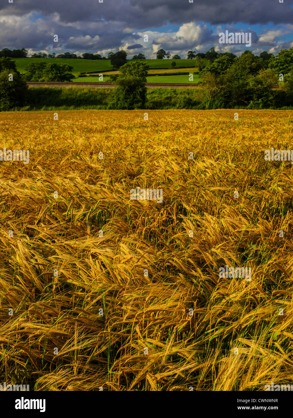 Crops ripening hi-res stock photography and images - Alamy