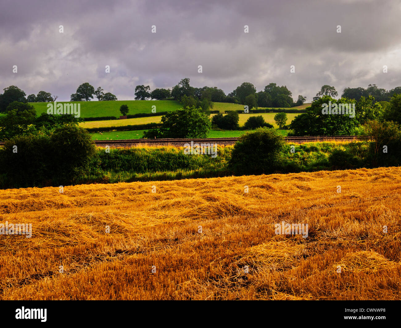 crops growing in a field Stock Photo - Alamy