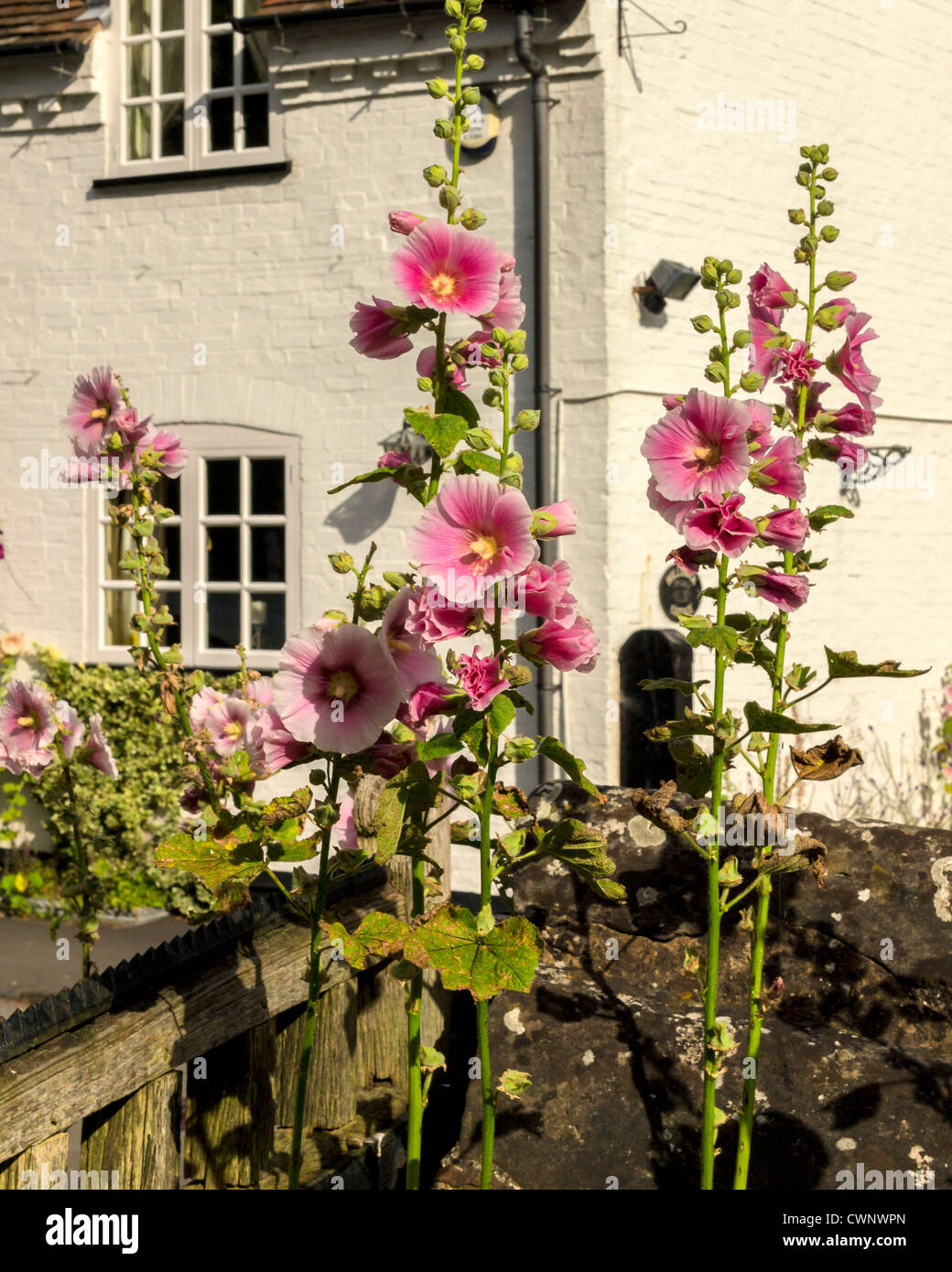 garden with plants and flowers Stock Photo - Alamy