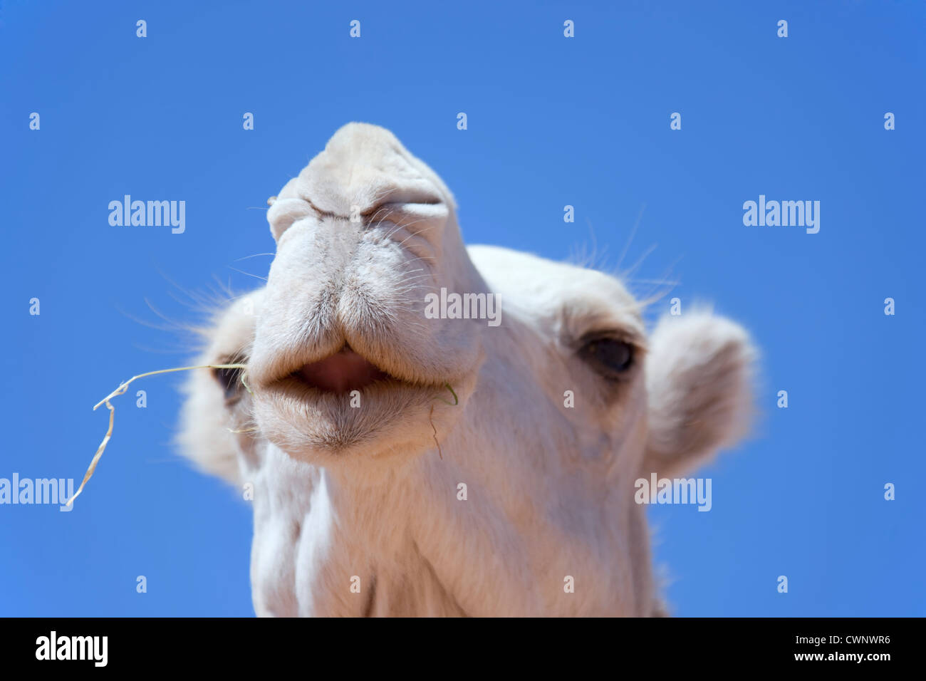Camel white background hi-res stock photography and images - Alamy