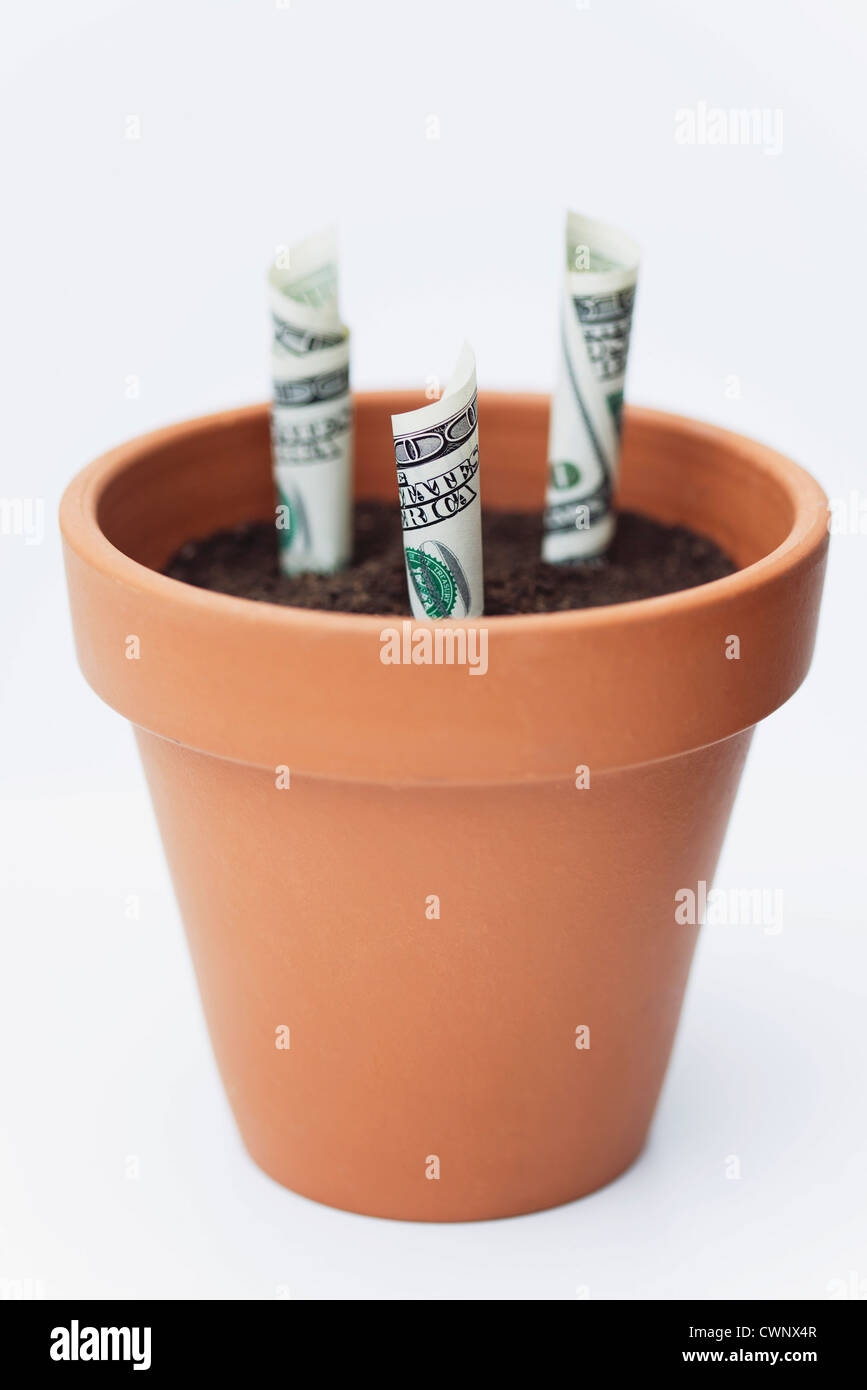 One-hundred dollar bills planted in flower pot Stock Photo - Alamy