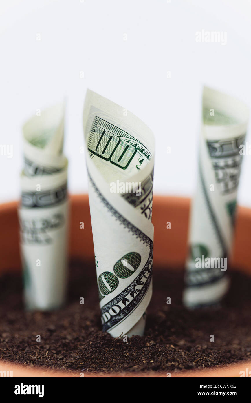 One-hundred dollar bills planted in flower pot Stock Photo - Alamy