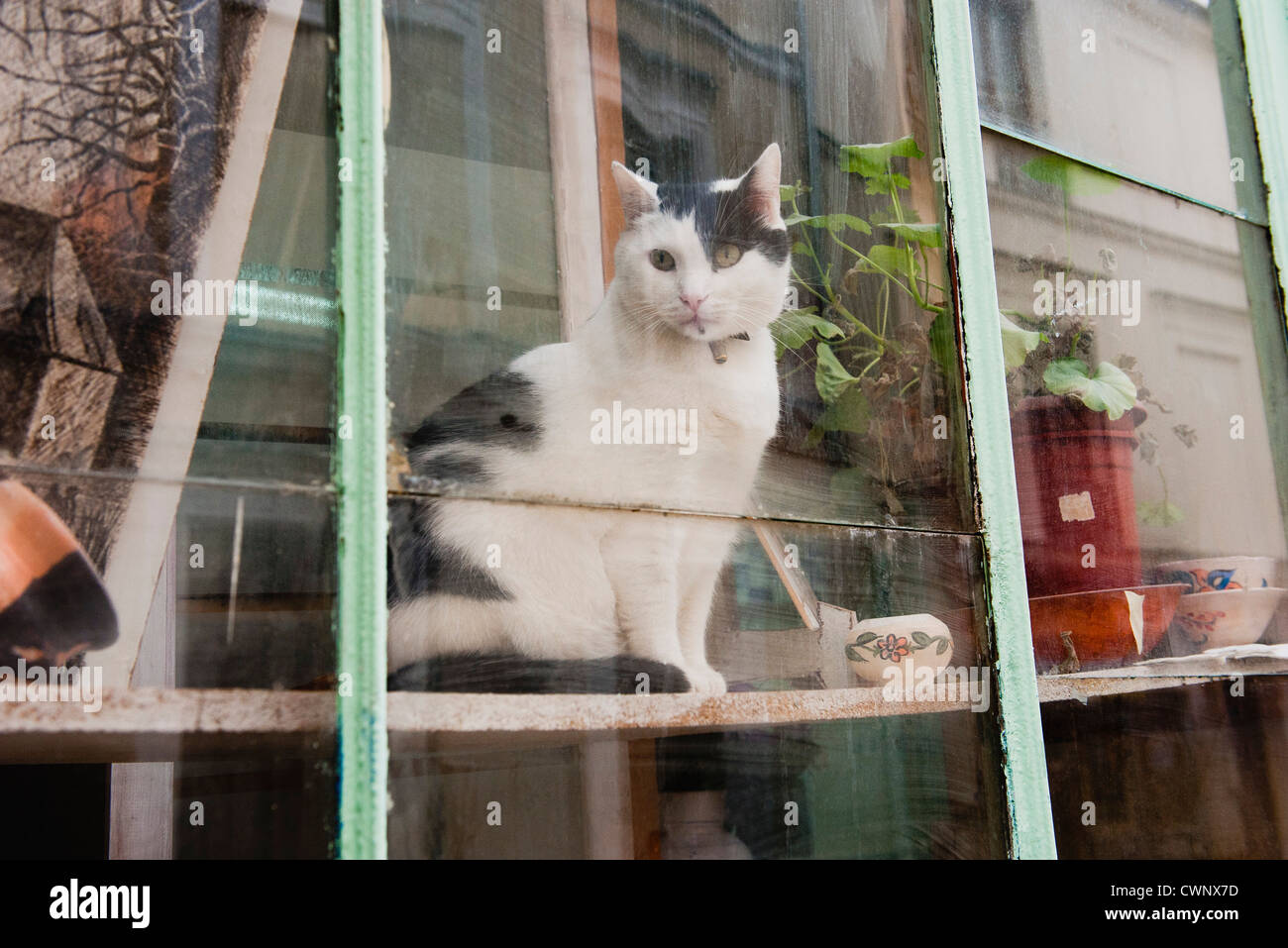 Cat looking through window Stock Photo - Alamy