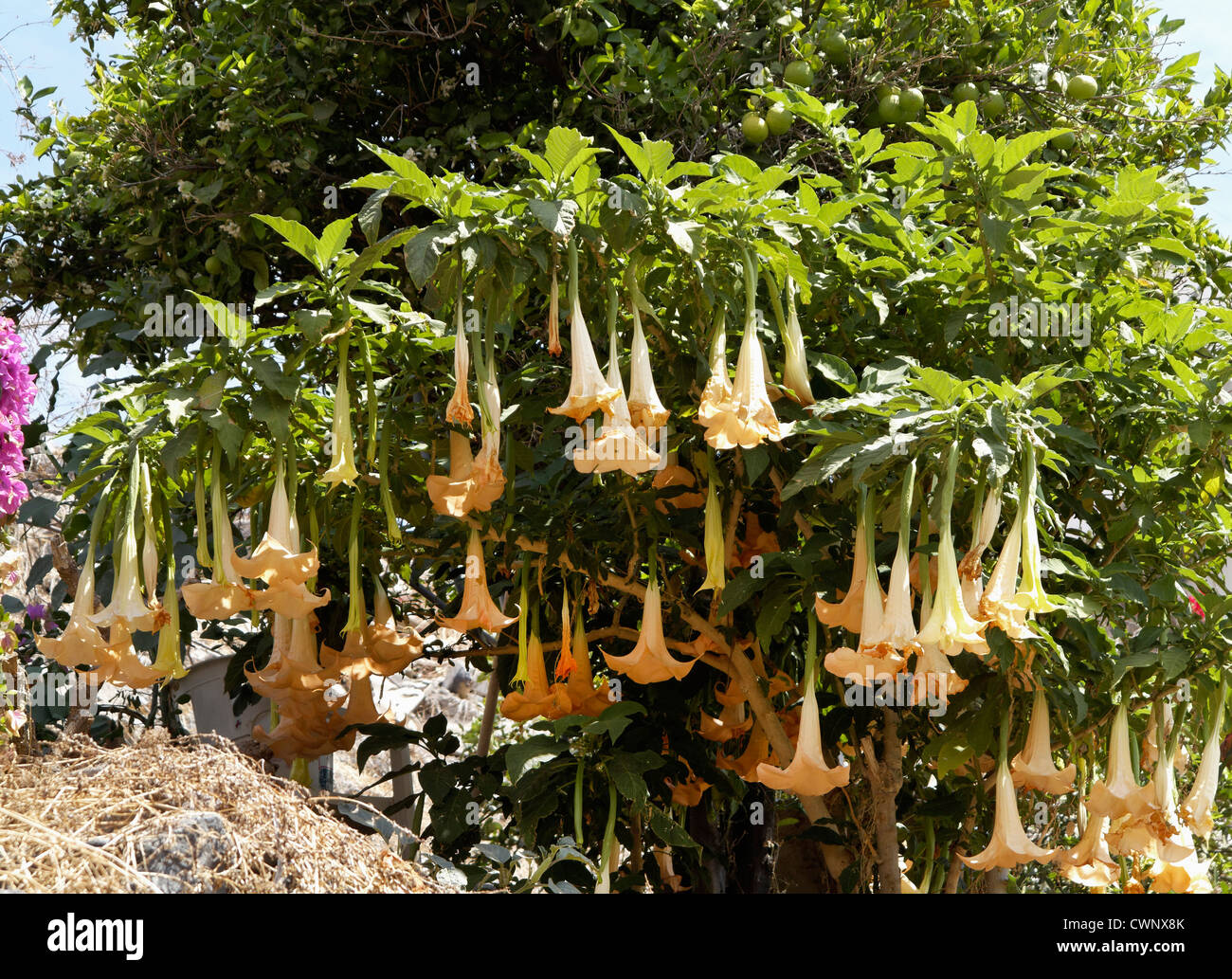Trumpet flowers hi-res stock photography and images - Alamy