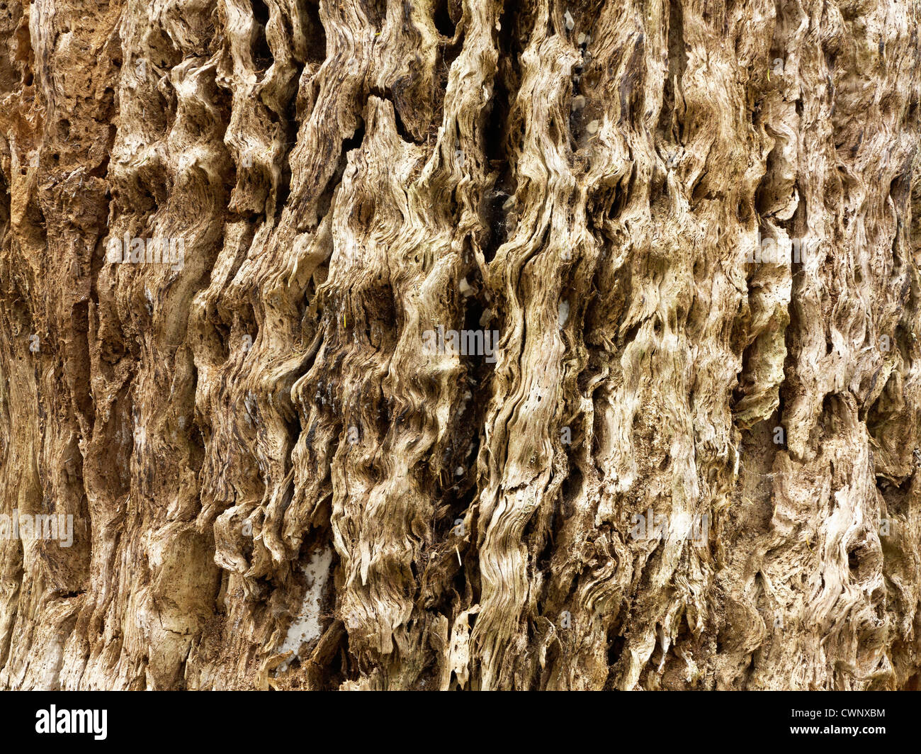 Very old tree hi-res stock photography and images - Alamy
