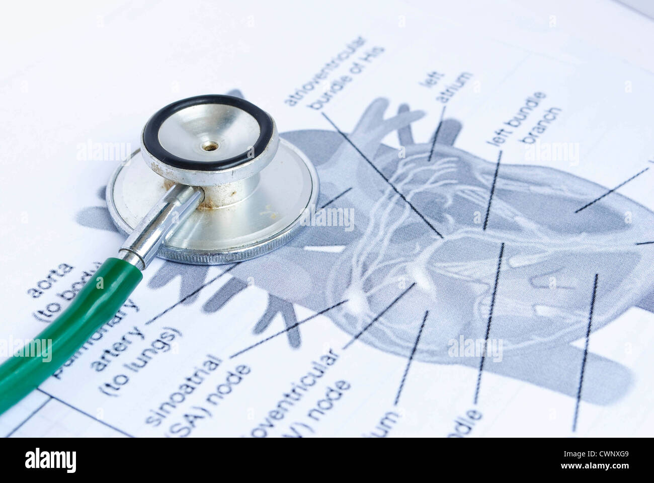 stethoscope on a picture of a human heart Stock Photo - Alamy