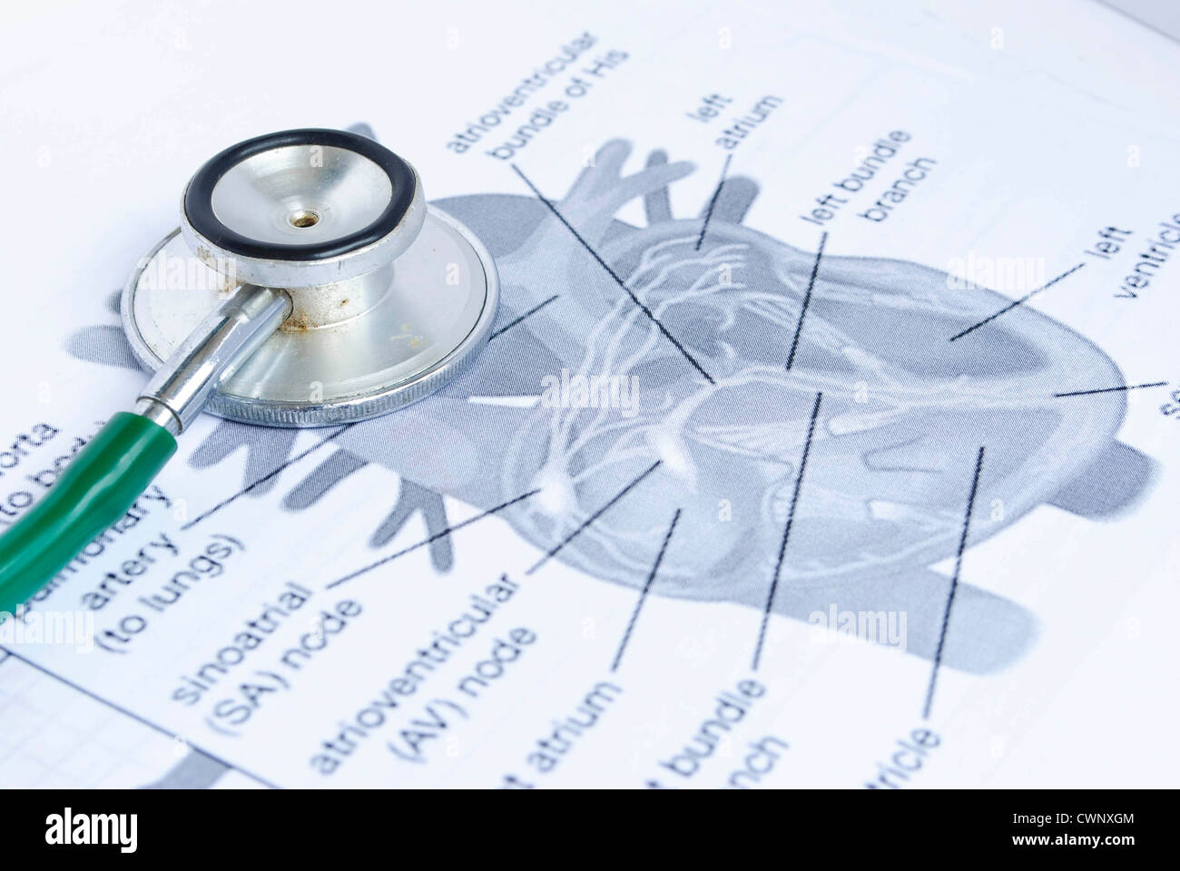 stethoscope on a picture of a human heart Stock Photo - Alamy