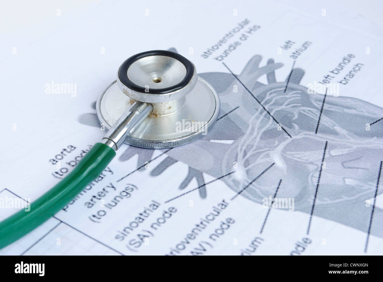 stethoscope on a picture of a human heart Stock Photo - Alamy