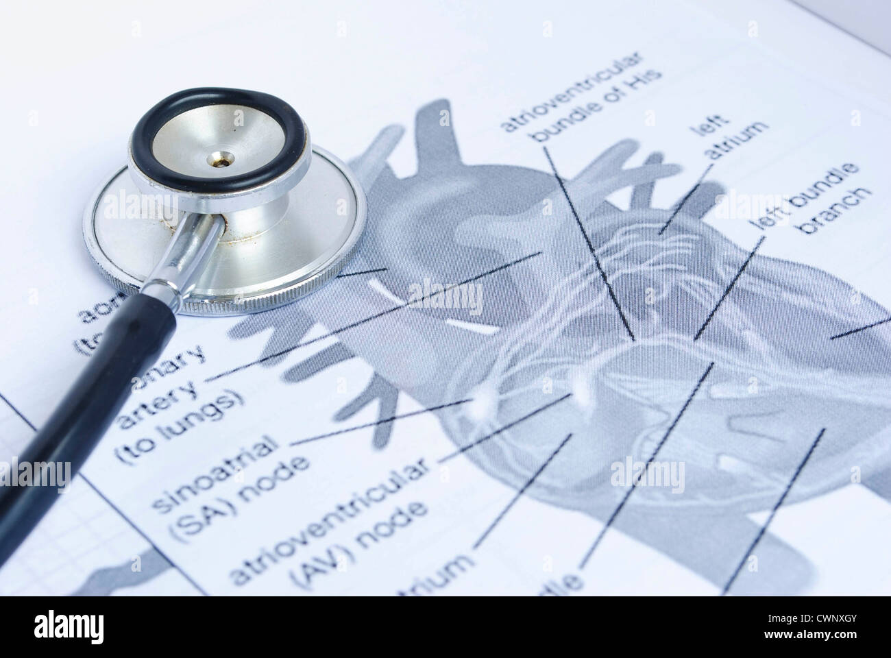 stethoscope on a picture of a human heart Stock Photo - Alamy