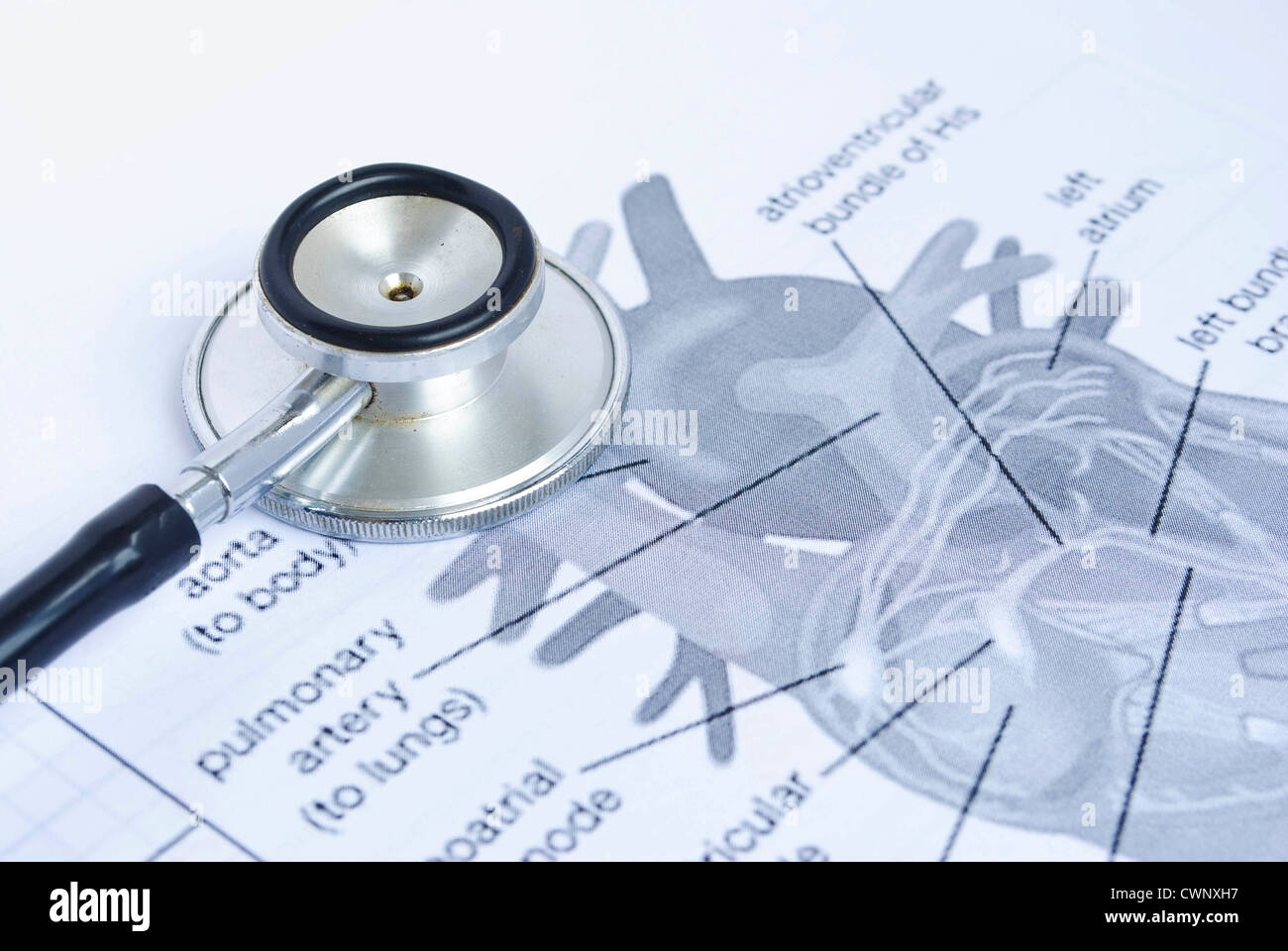 stethoscope on a picture of a human heart Stock Photo - Alamy