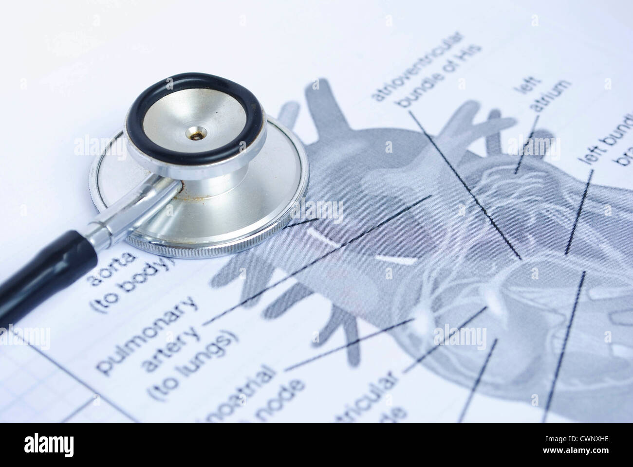 stethoscope on a picture of a human heart Stock Photo - Alamy