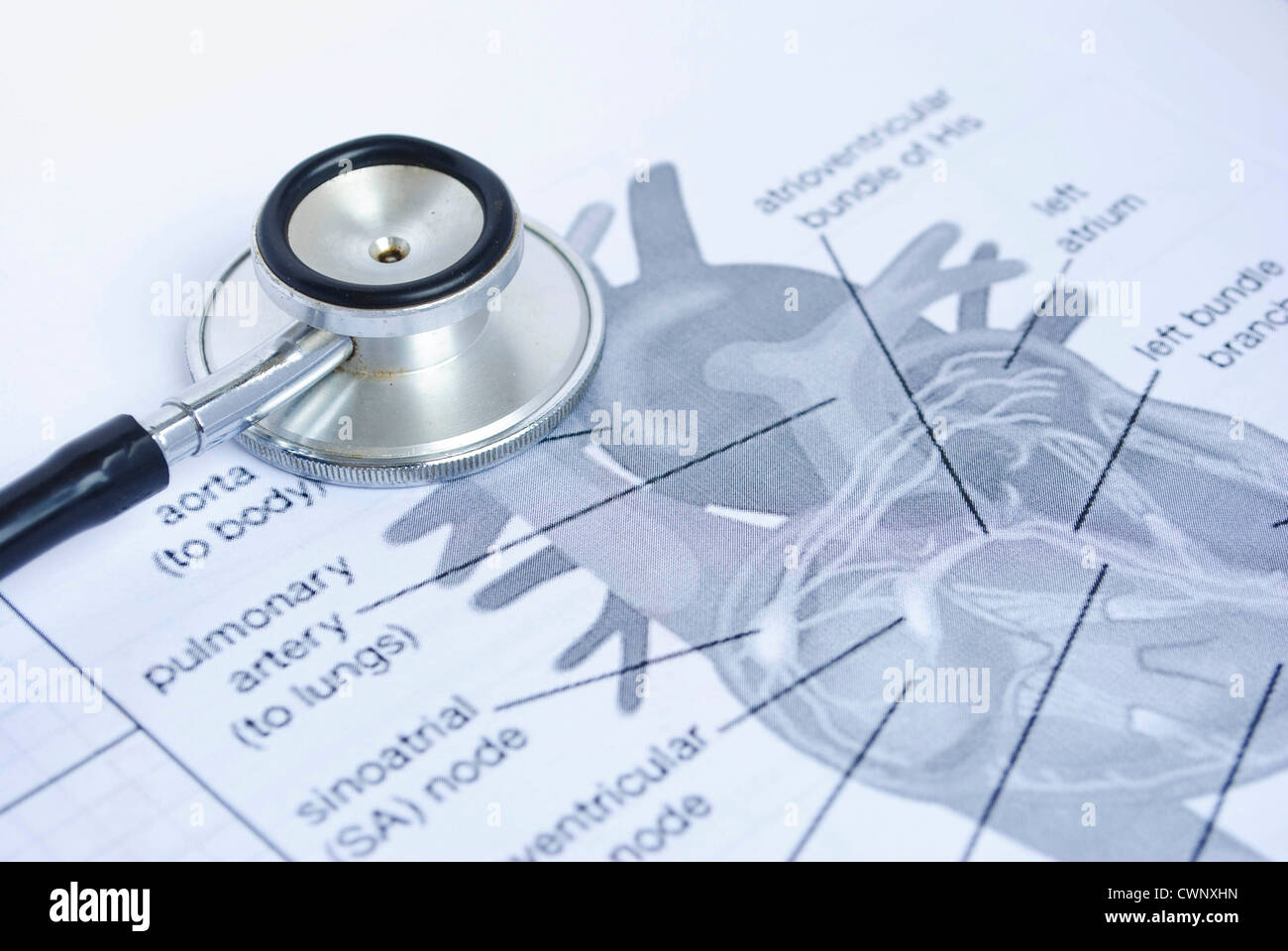 stethoscope on a picture of a human heart Stock Photo - Alamy