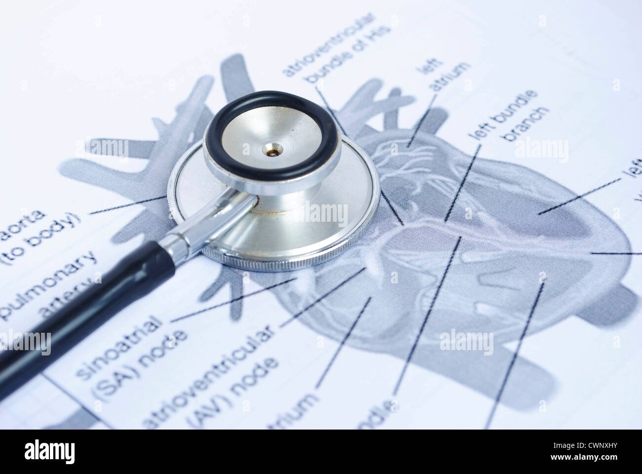 stethoscope on a picture of a human heart Stock Photo - Alamy