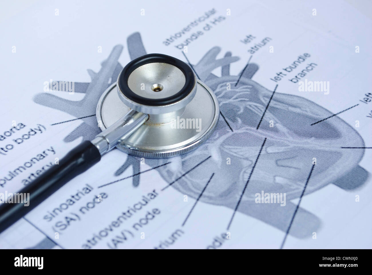 stethoscope on a picture of a human heart Stock Photo - Alamy